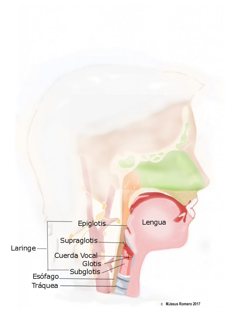 Cáncer de Laringe - Tratamiento - Asociación de cáncer de cabeza y cuello